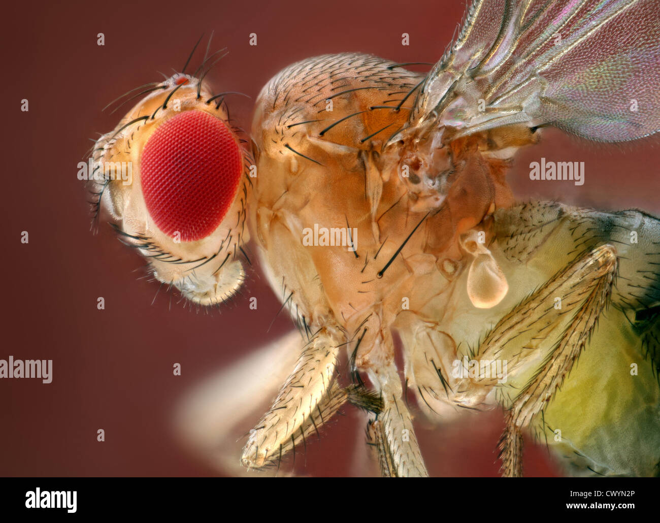 Head of a fruit fly (Drosophila), macro shot Stock Photo - Alamy