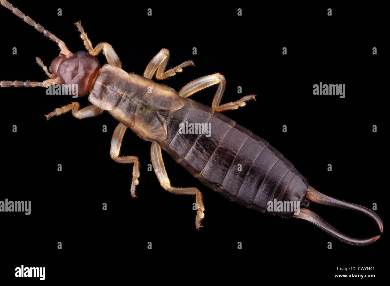 Male earwig, elevated view Stock Photo - Alamy