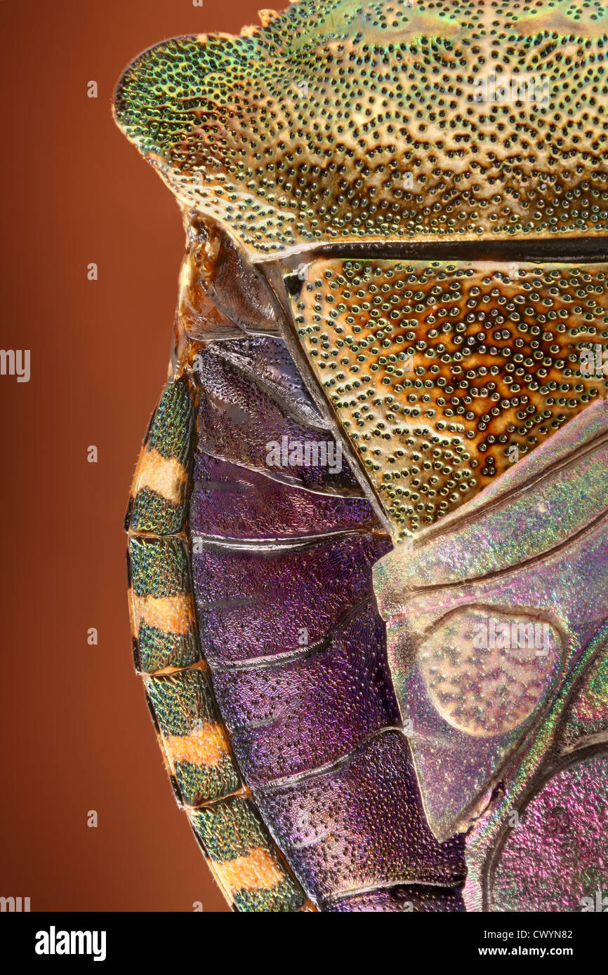 Arma custos hi-res stock photography and images - Alamy