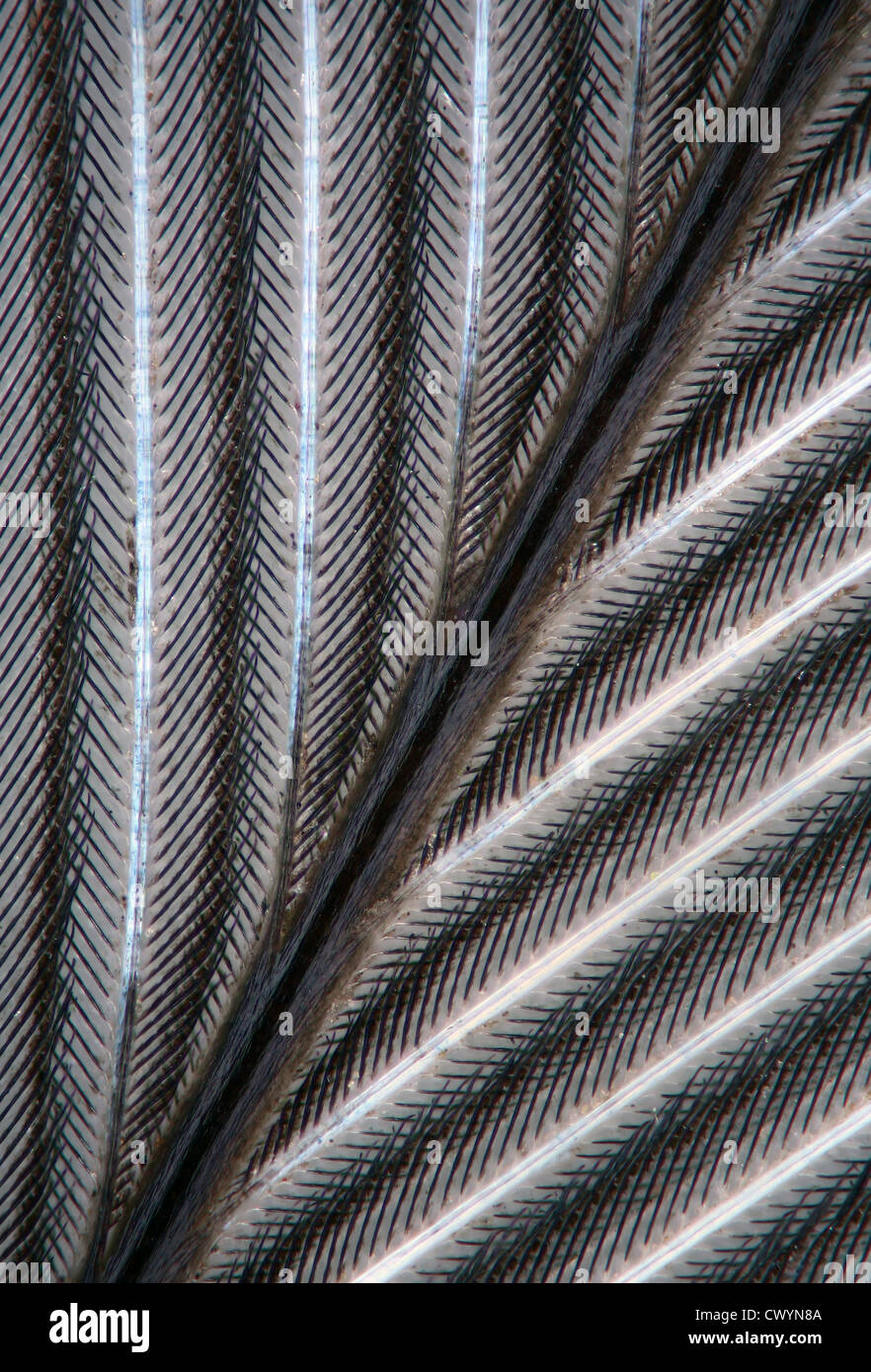 Birds feather patterns hi-res stock photography and images - Alamy