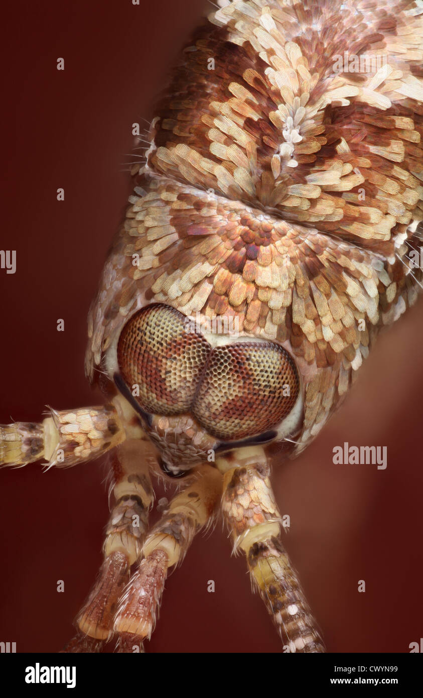 Bristletail hi-res stock photography and images - Alamy