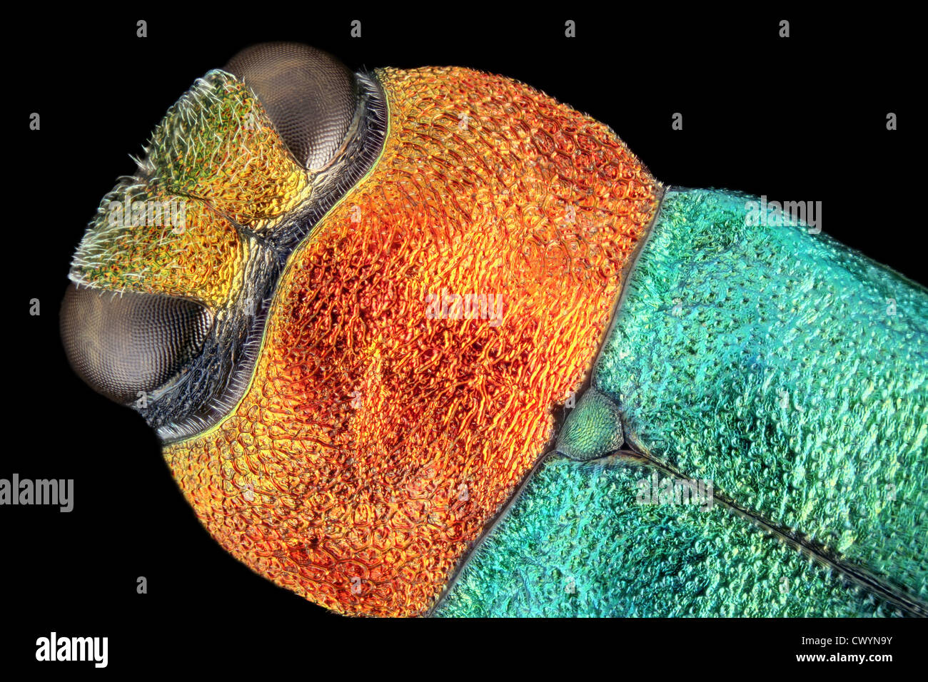 Jewel beetle wings hi-res stock photography and images - Alamy