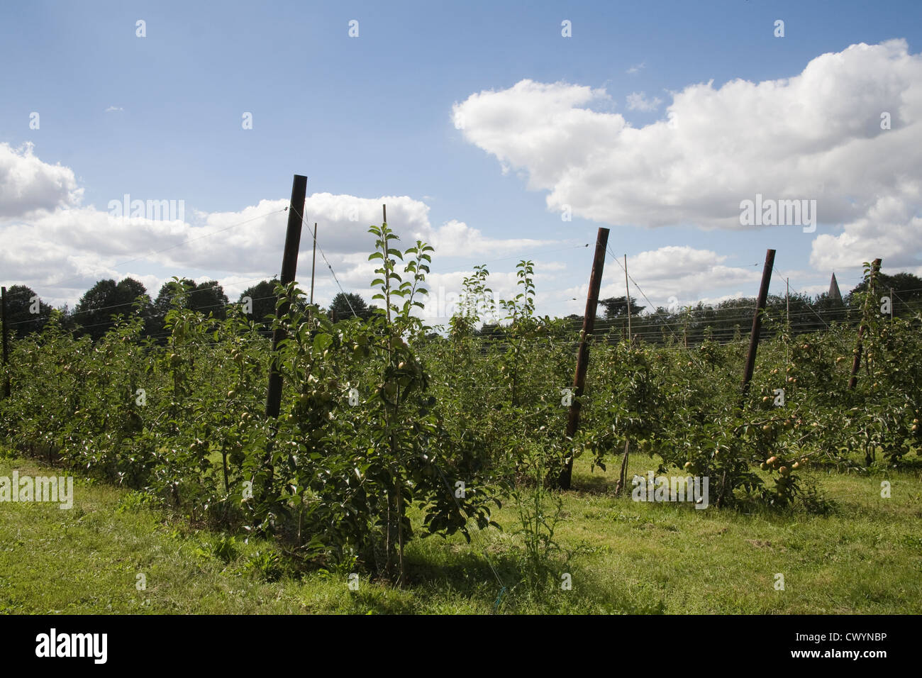 Kent apple farm hi-res stock photography and images - Alamy
