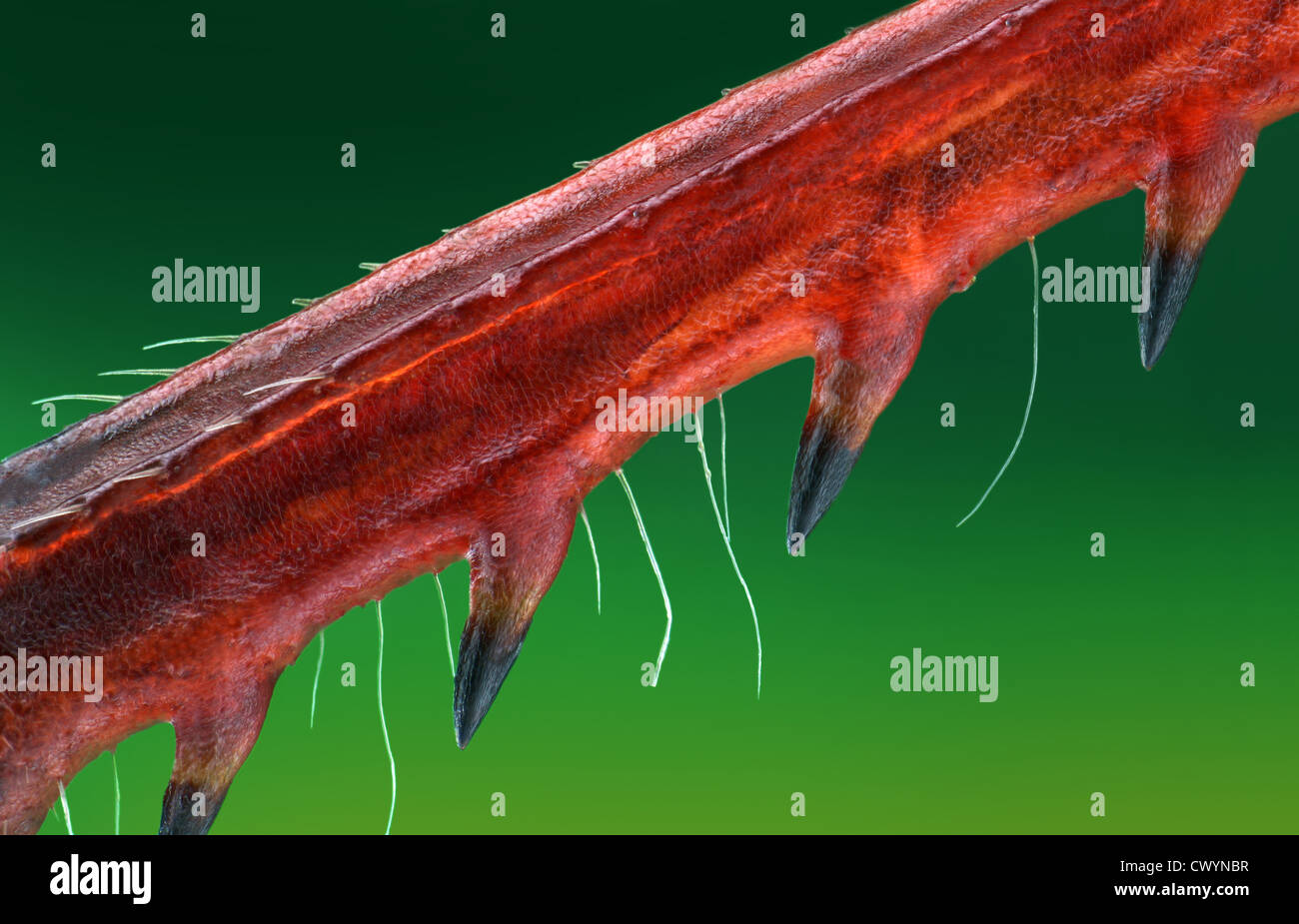 A grasshopper hi-res stock photography and images - Alamy