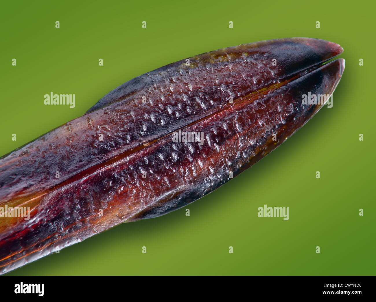 Ovipositor hi-res stock photography and images - Alamy