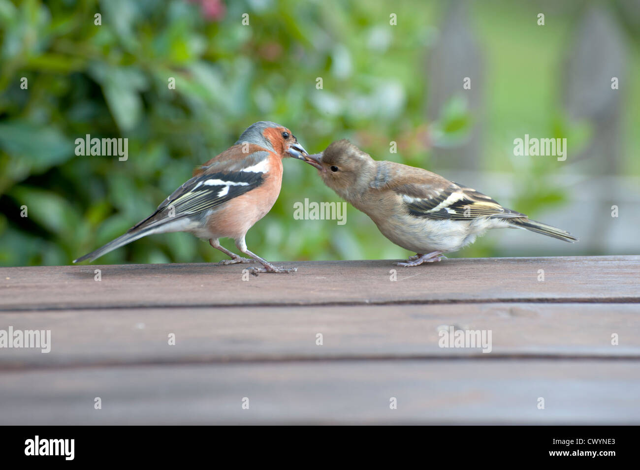 Young chaffinch hi-res stock photography and images - Alamy