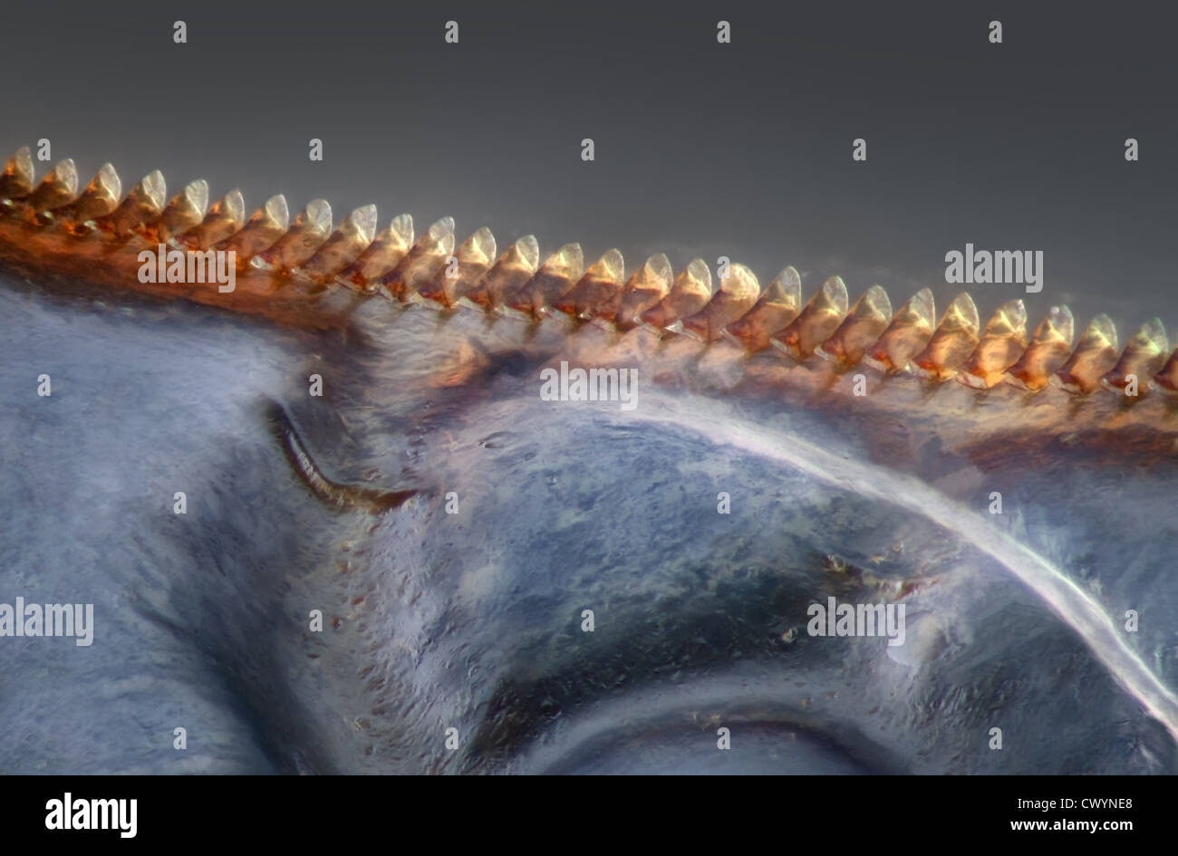 Cricket male insect wings hi-res stock photography and images - Alamy