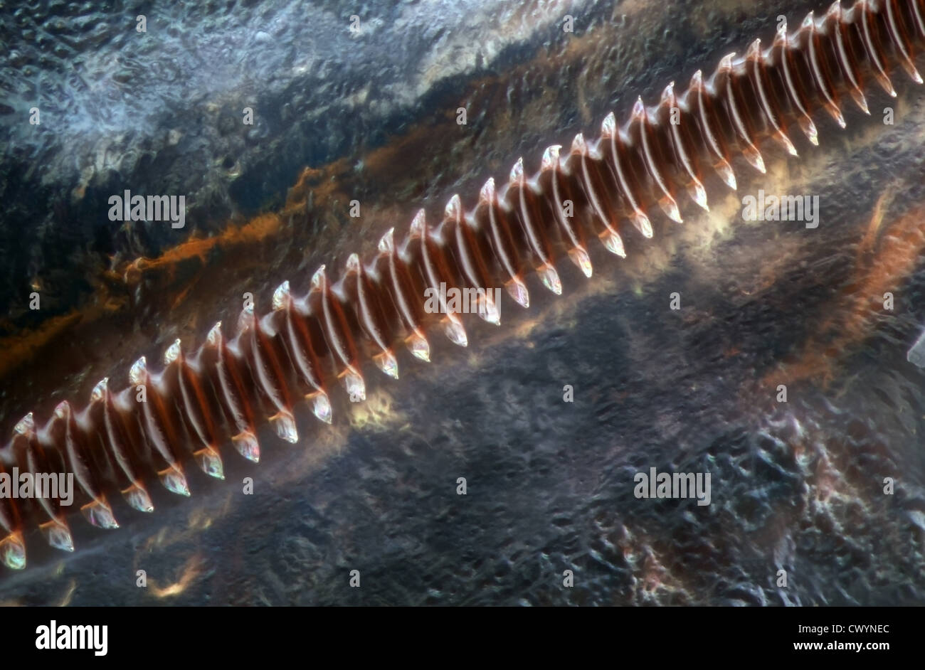 Scraper wings hi-res stock photography and images - Alamy