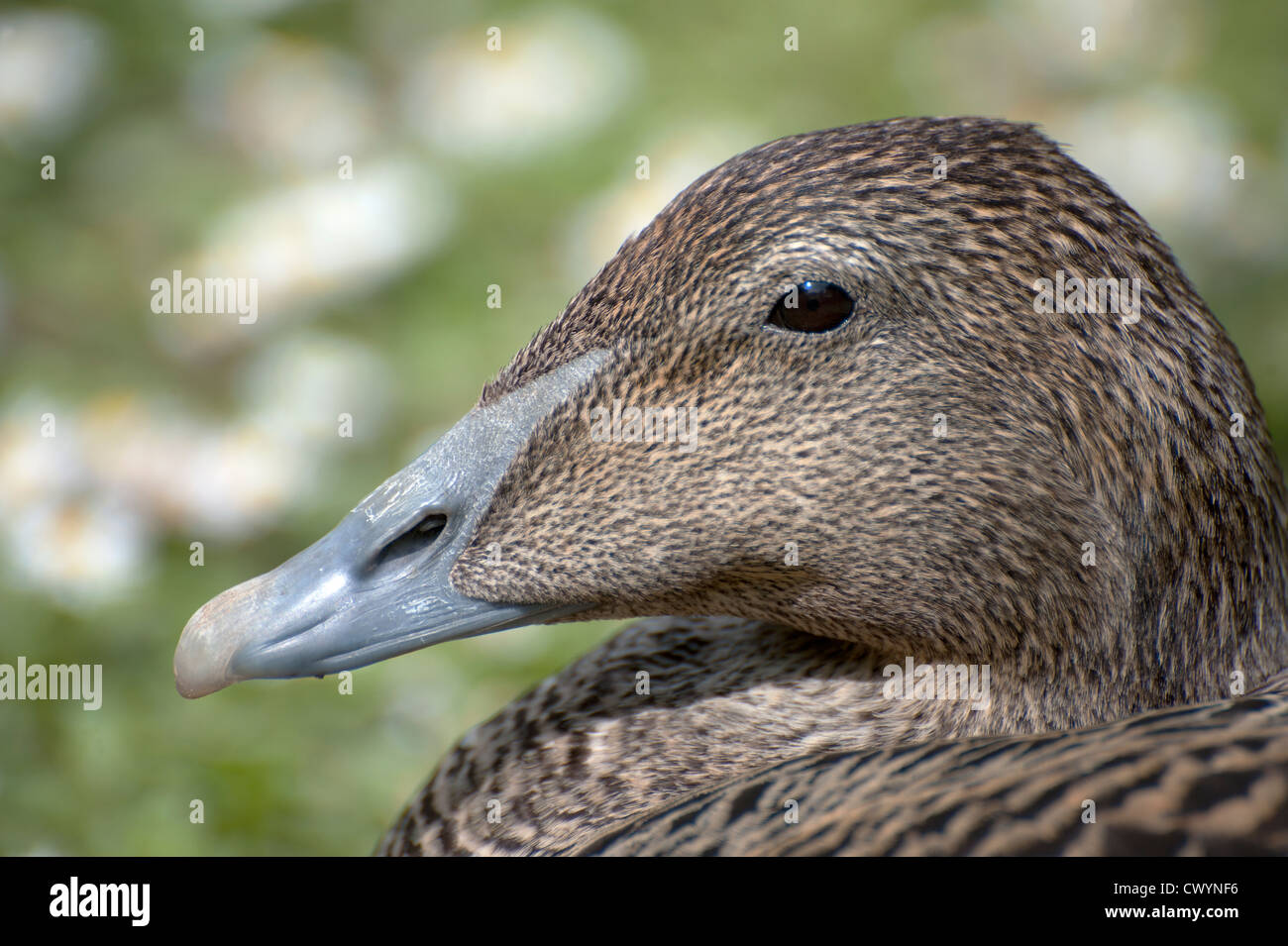 Female Eider Duck Stock Photo - Alamy