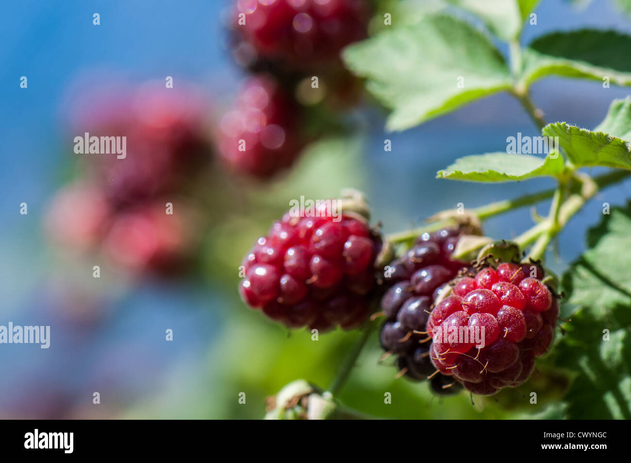 Bramble Berries High Resolution Stock Photography and Images - Alamy