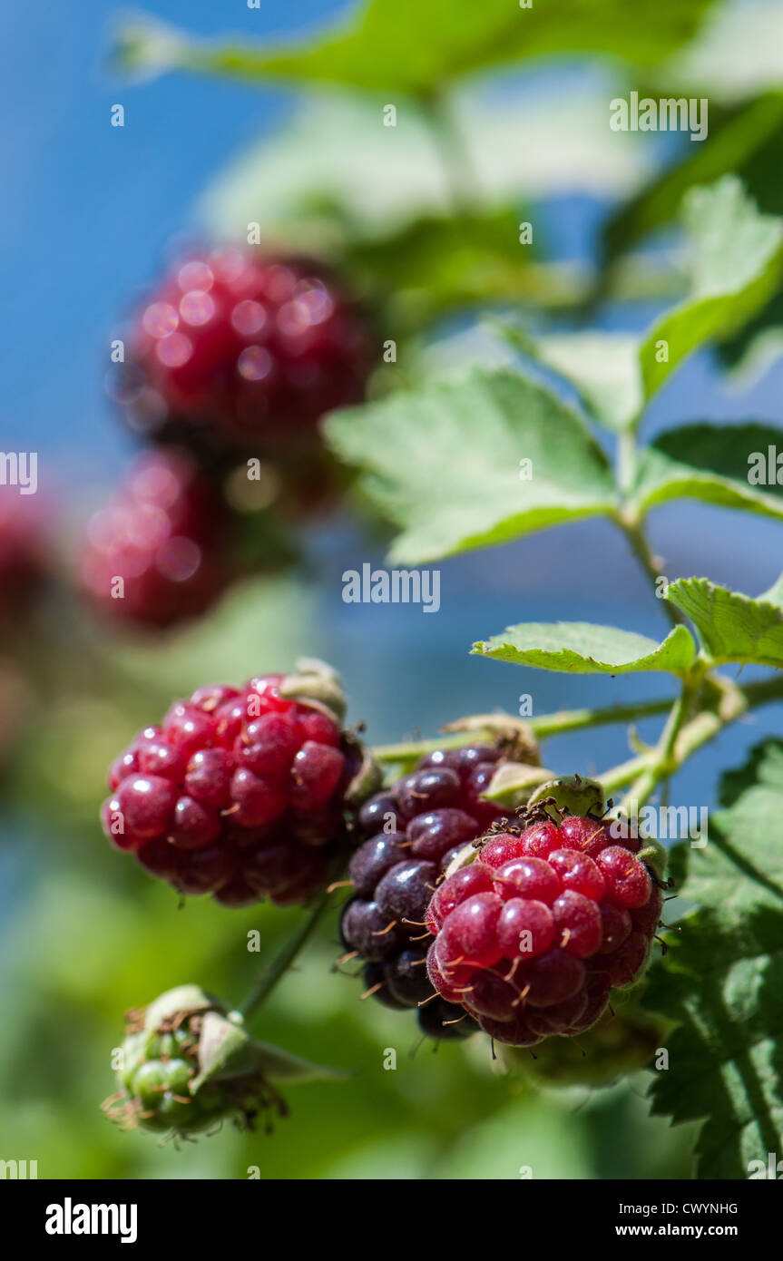 Holy Bramble Blackberries (Rubus sanguineus) Unripe blackberries (red ...