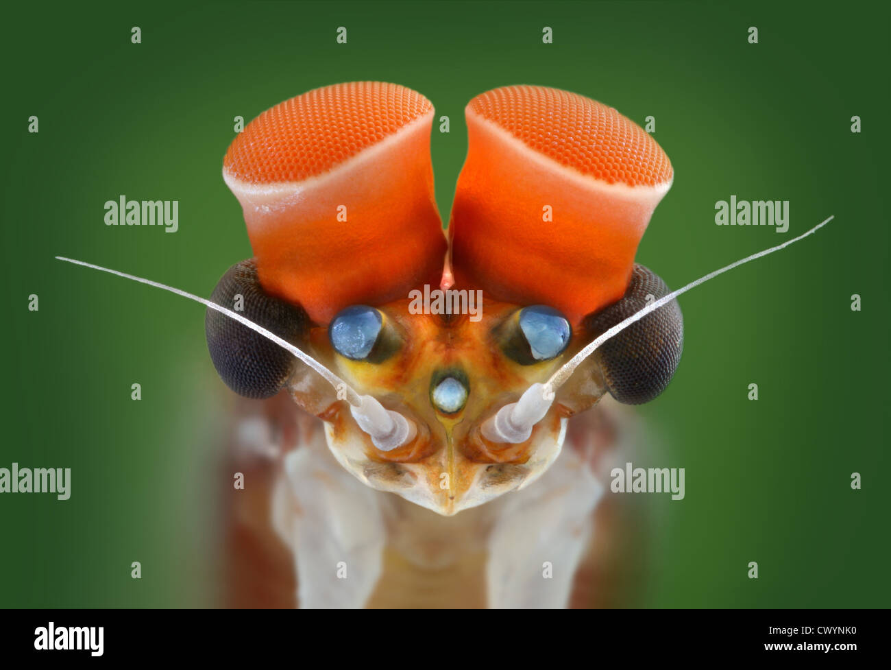 Mayfly head hi-res stock photography and images - Alamy