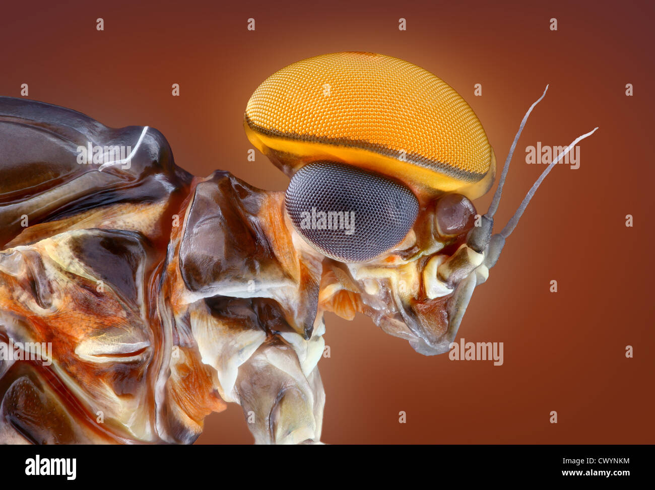 Mayfly head hi-res stock photography and images - Alamy