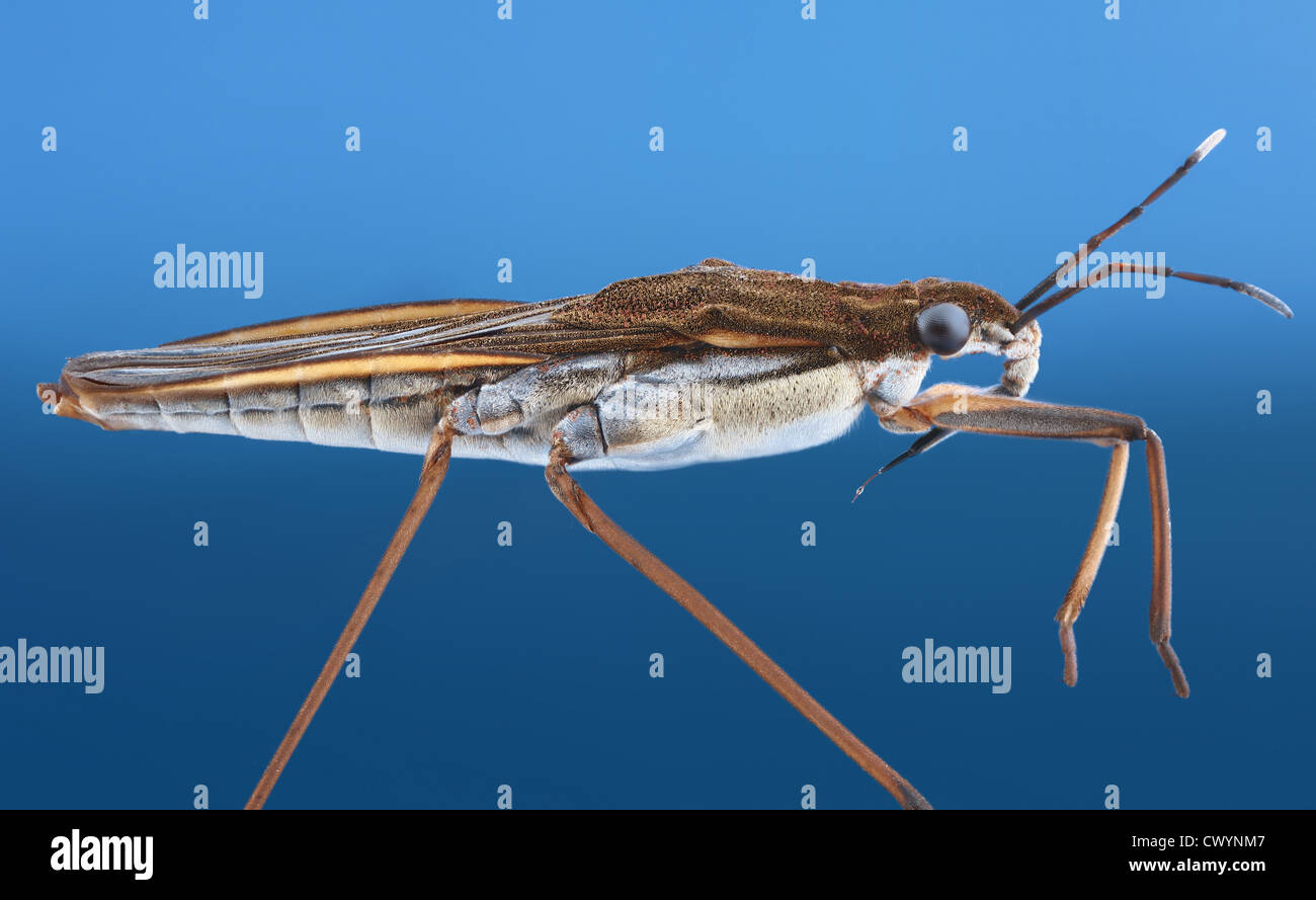 Gerridae Water Striders