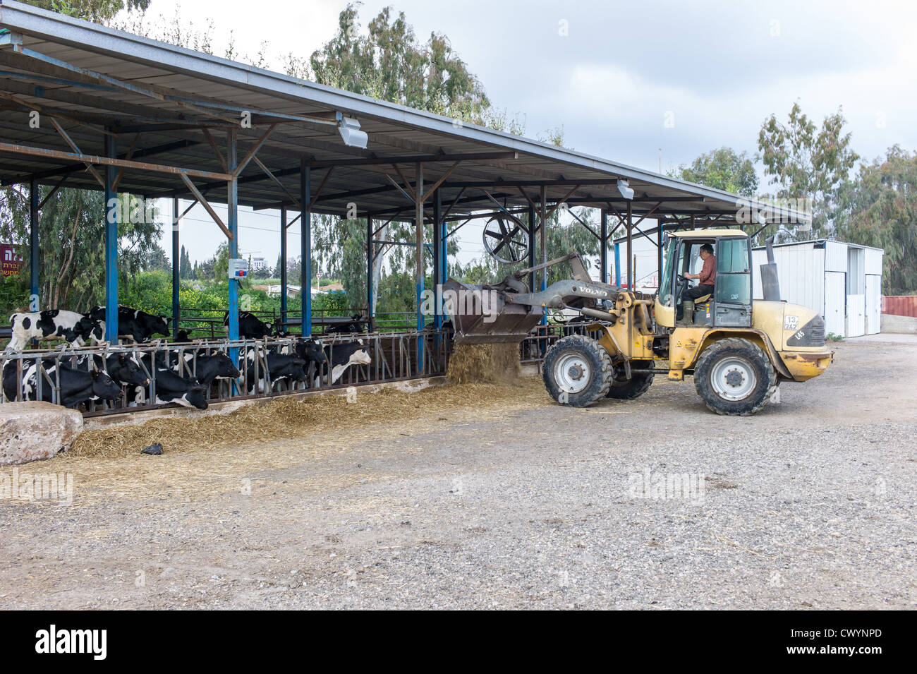 Cows in a cowshed on a dairy farm. Photographed in Israel Stock Photo ...