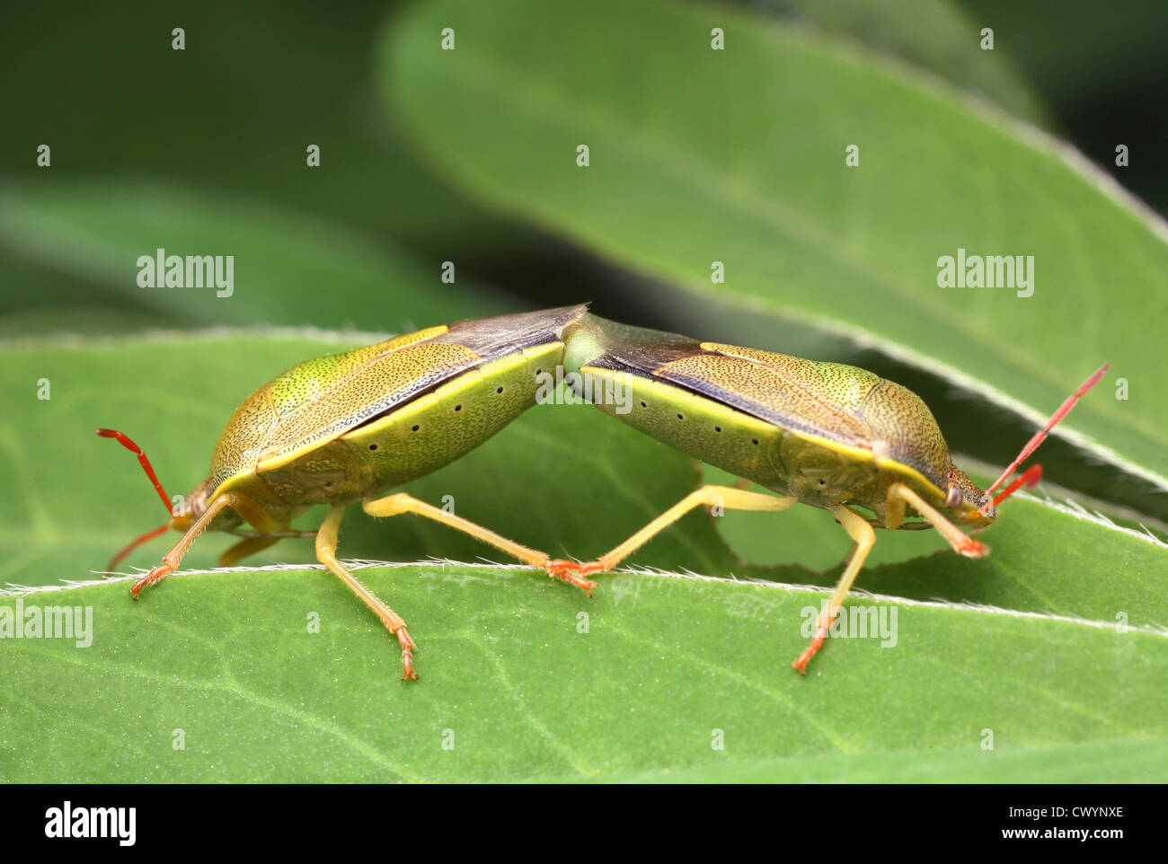 Bug mating hi-res stock photography and images - Alamy