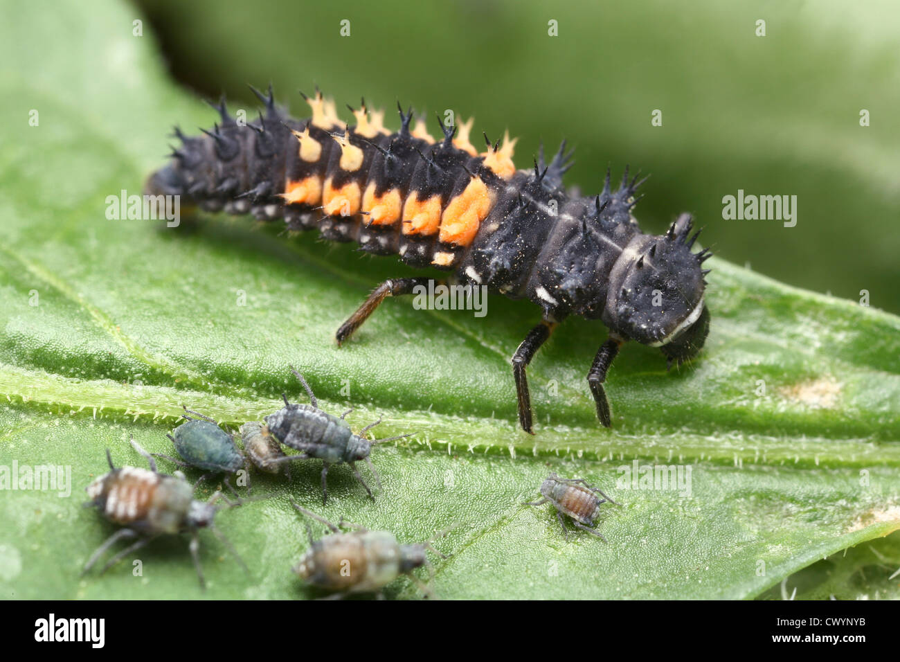 Ladybird larva with aphids Stock Photo - Alamy