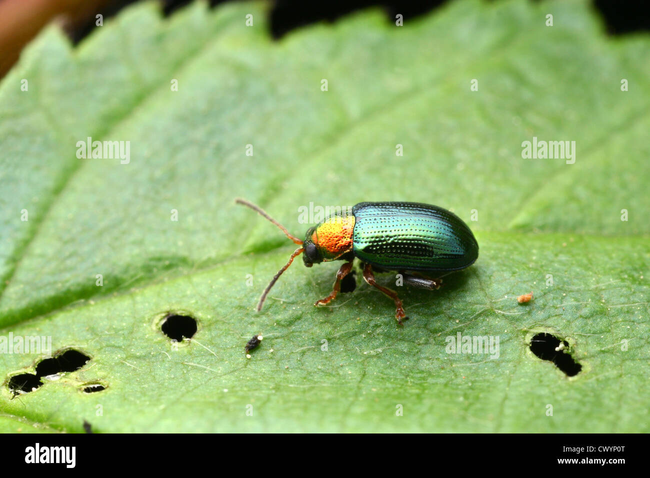 Willow flea beetle hi-res stock photography and images - Alamy
