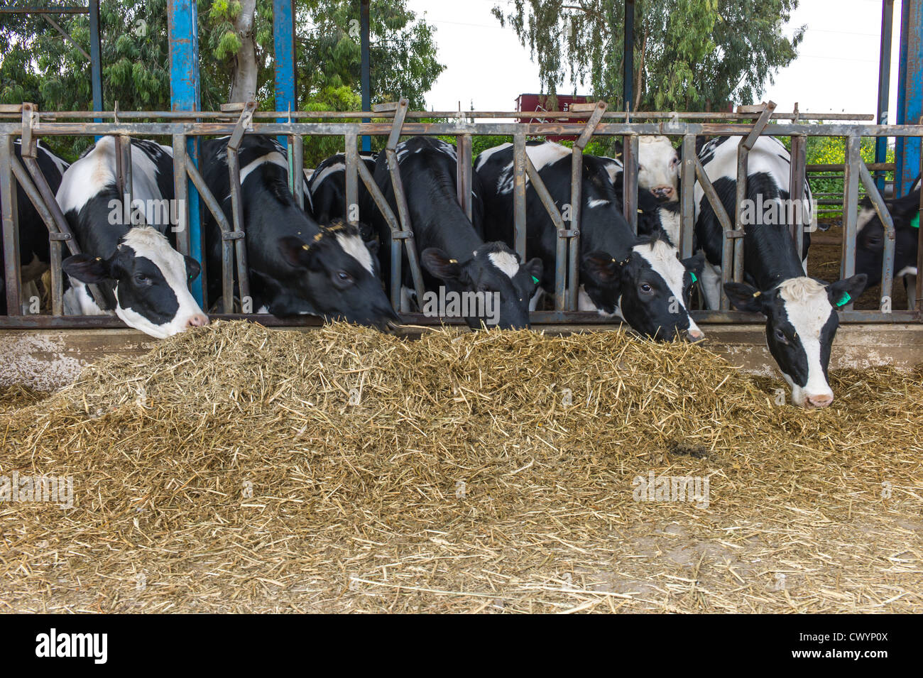 Cows in a cowshed on a dairy farm. Photographed in Israel Stock Photo ...