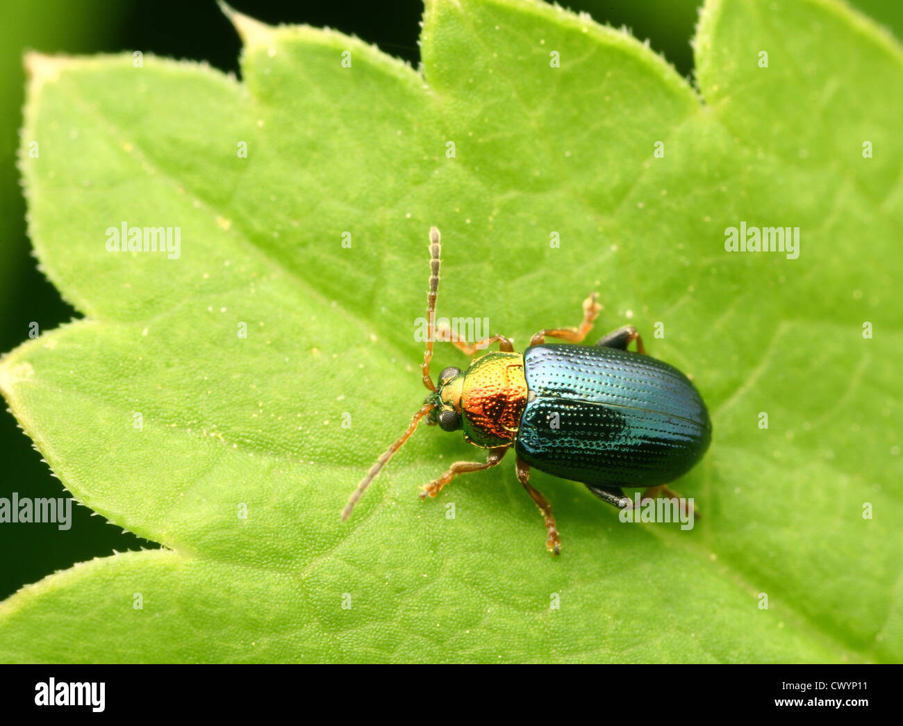 Willow Flea Beetle (Crepidodera aurata Stock Photo - Alamy