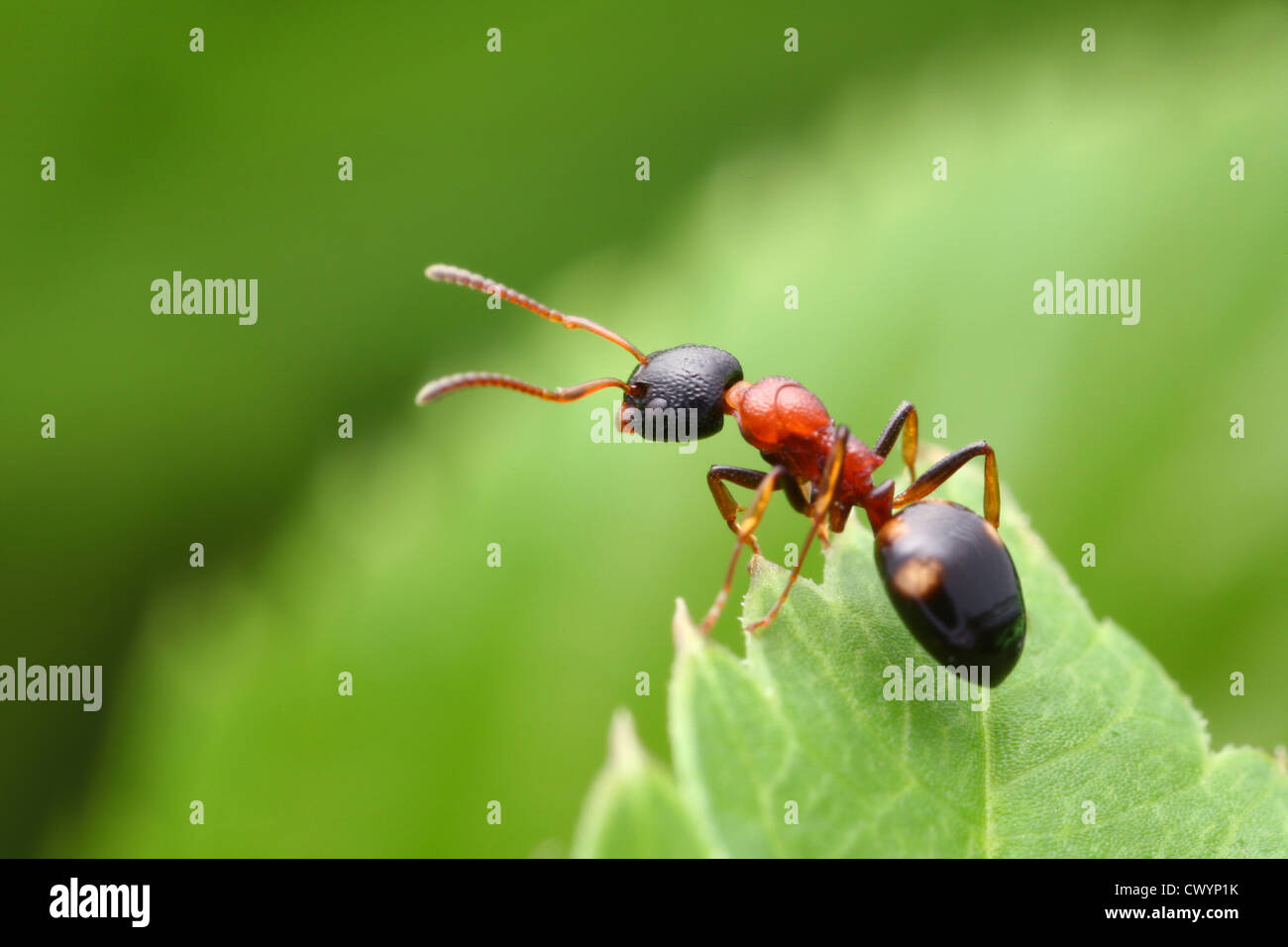 Four point ant (Dolichoderus quadripunctatus Stock Photo - Alamy