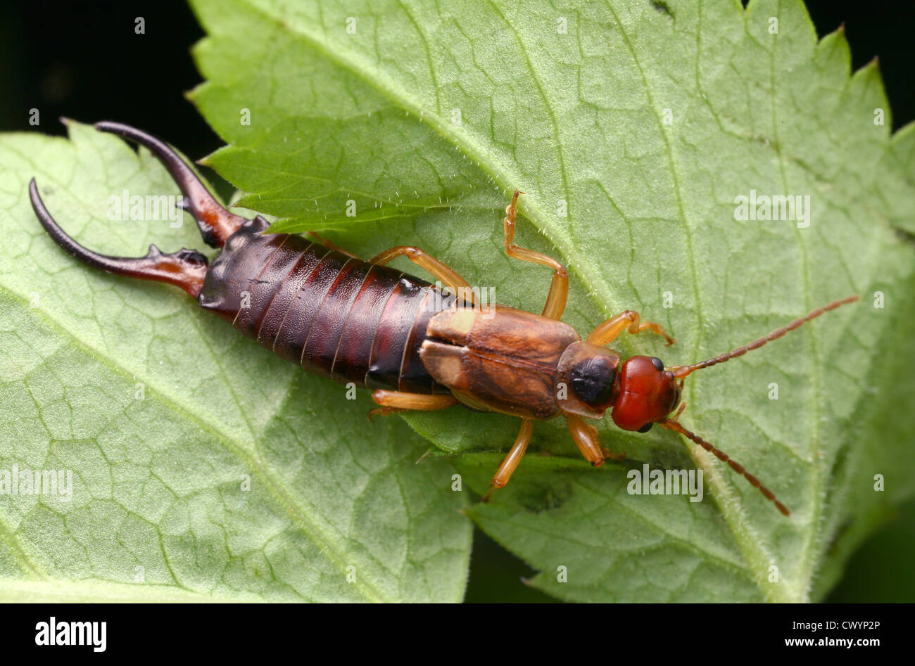 Male common earwig (Forficula auricularia Stock Photo - Alamy