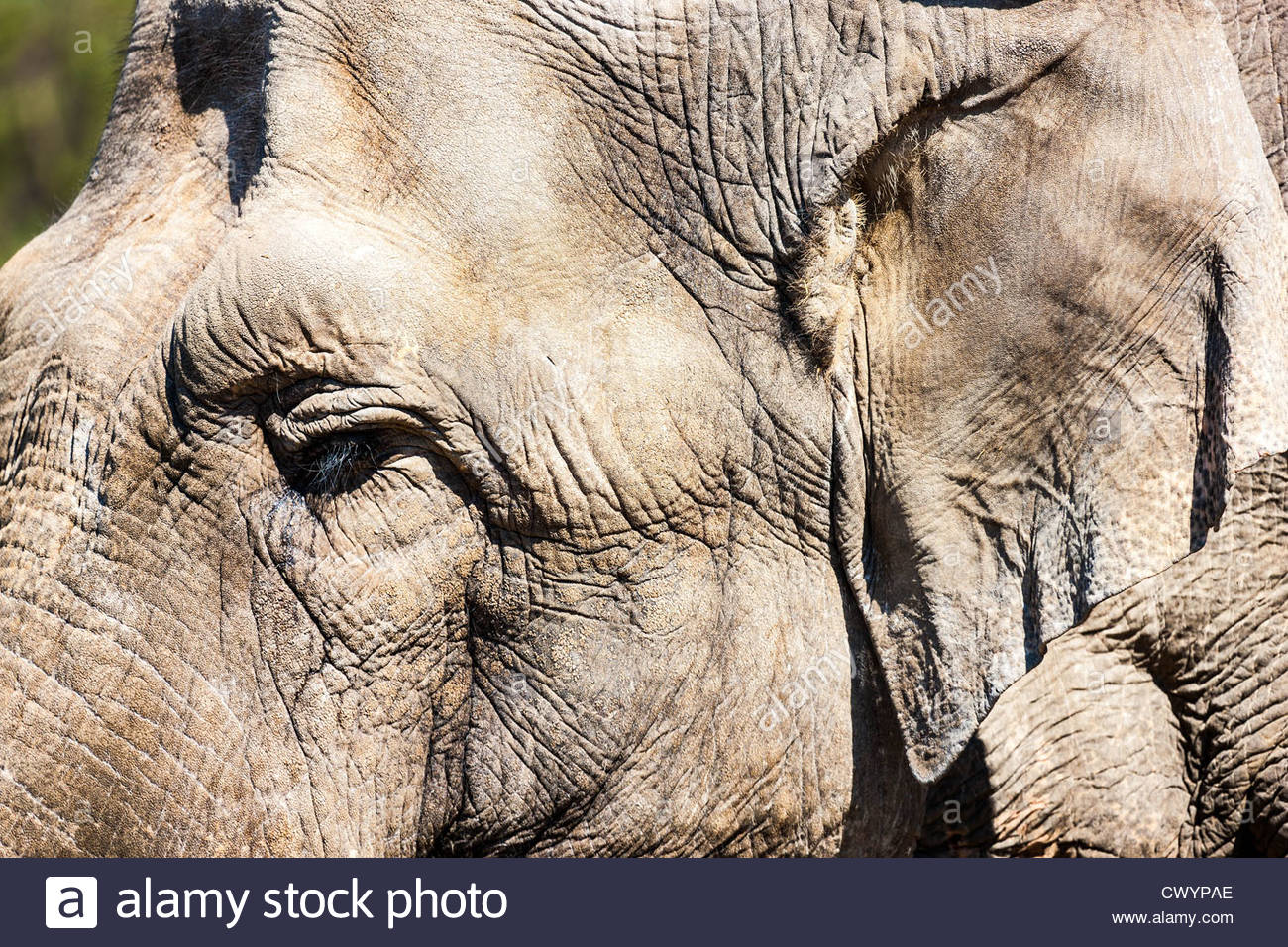 Elephant Heads Stock Photos & Elephant Heads Stock Images - Alamy