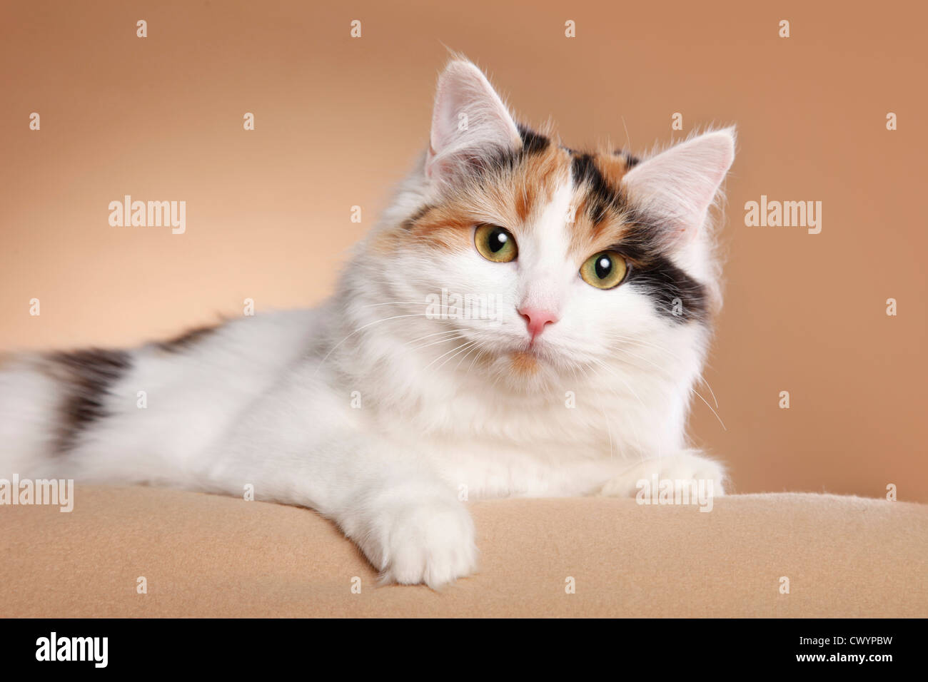 Tortoiseshell siberian forest cat hi-res stock photography and images ...