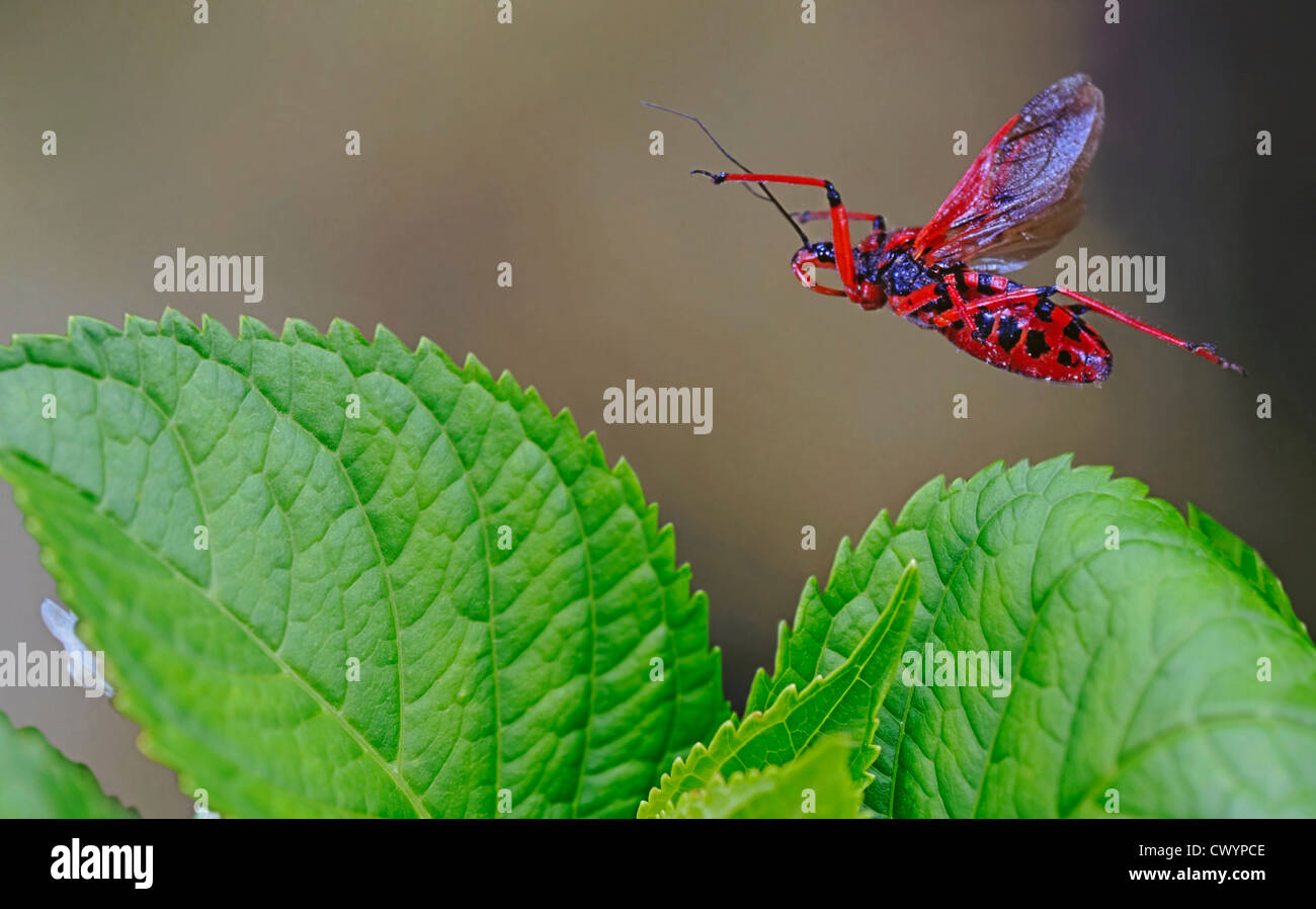 Eurydema ornatum flying above leaf Stock Photo - Alamy
