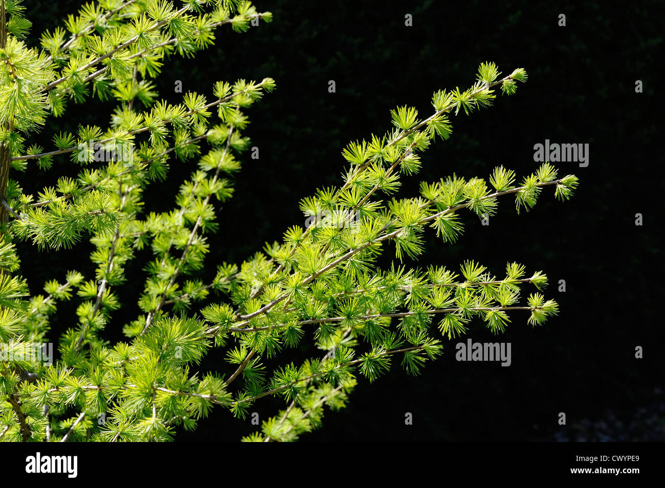 Japanese larch tree hi-res stock photography and images - Alamy