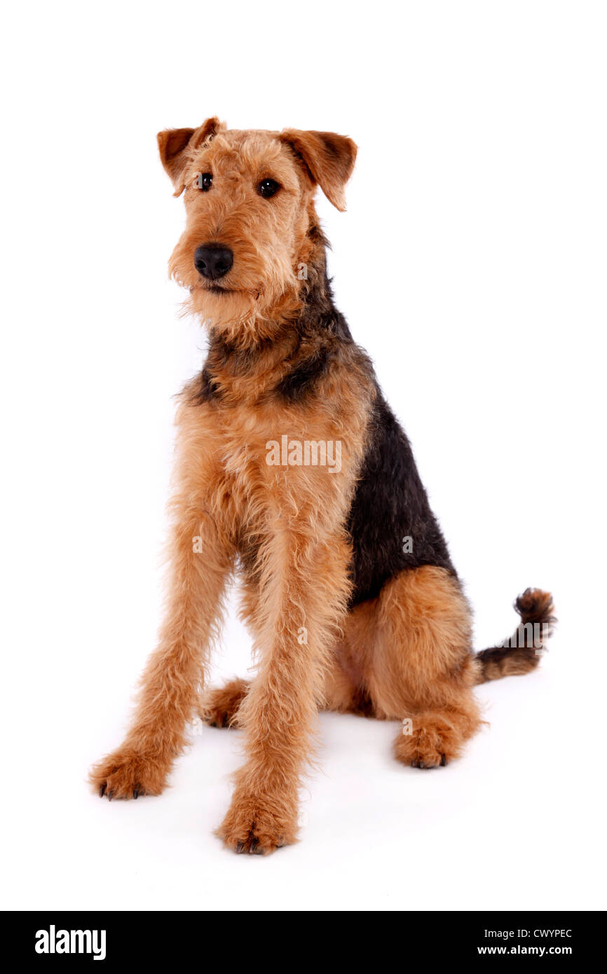 sitting Airedale Terrier Stock Photo - Alamy