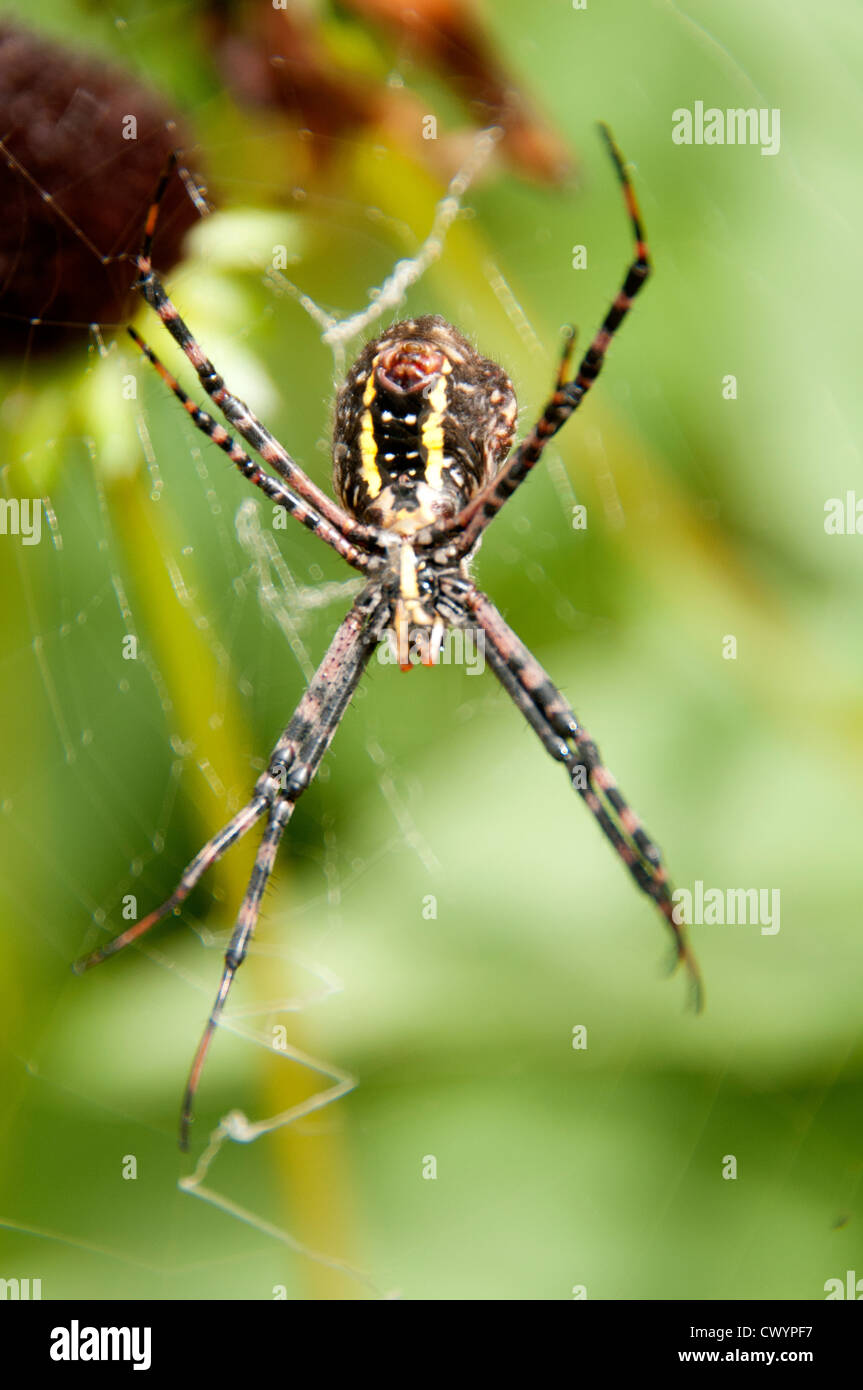 Garden spider lying in wait Stock Photo - Alamy