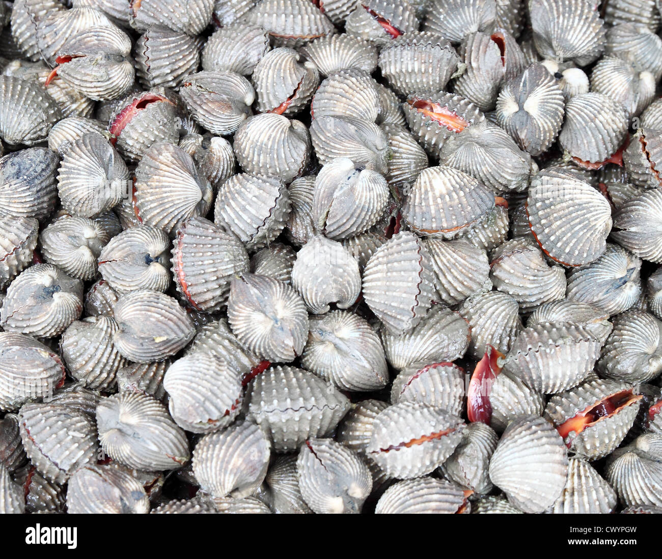 Common cockle shell hi-res stock photography and images - Alamy