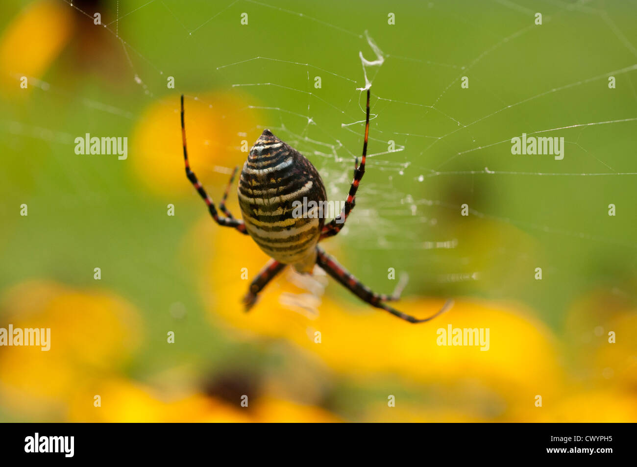 Garden spider lying in wait Stock Photo - Alamy