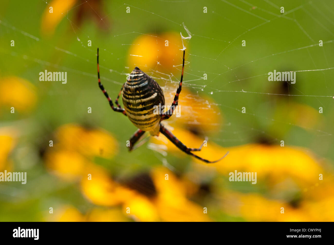 Garden spider lying in wait Stock Photo - Alamy
