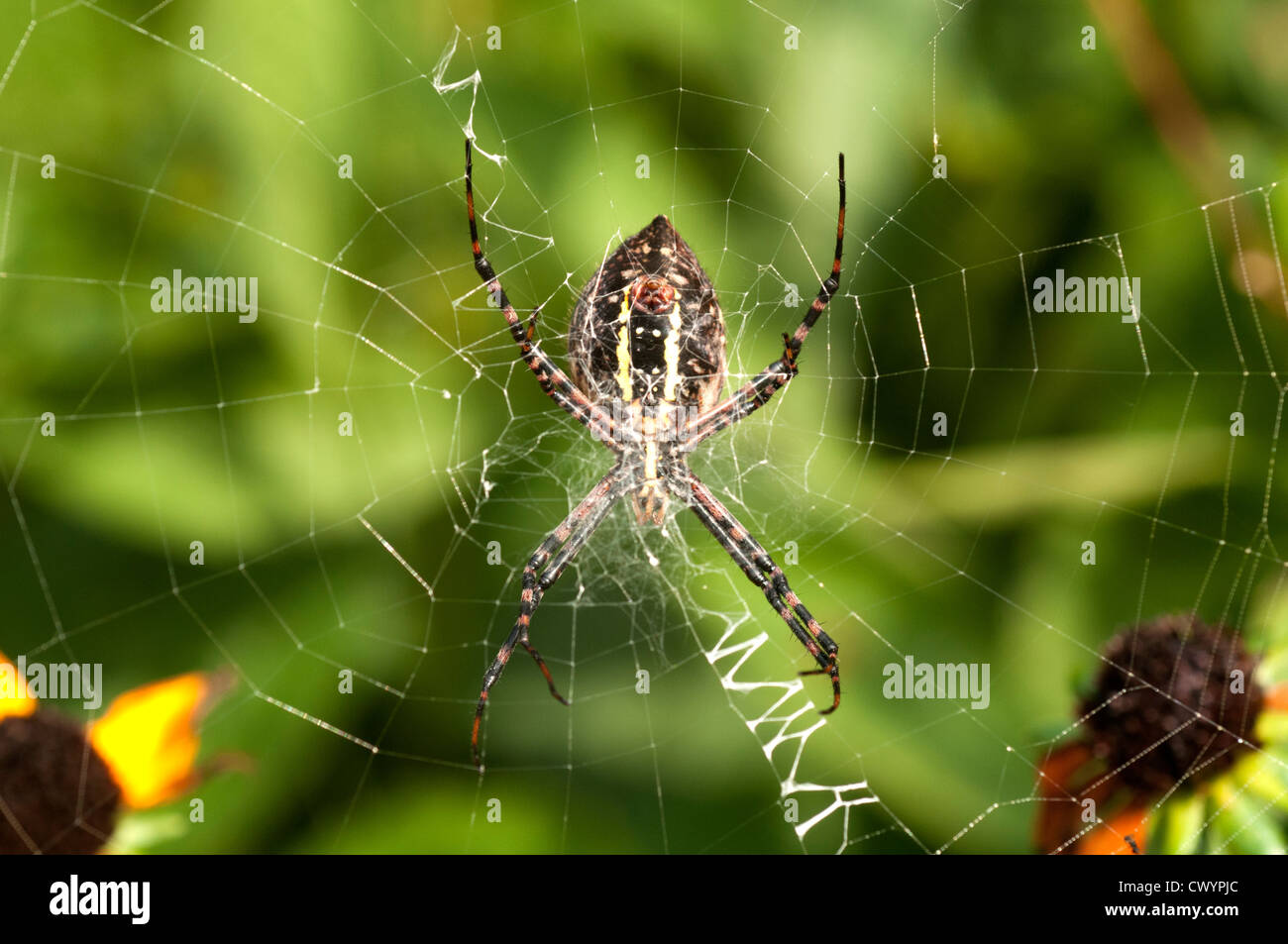 Garden spider lying in wait Stock Photo - Alamy