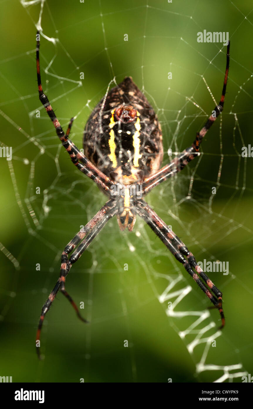 Wait predator hi-res stock photography and images - Alamy