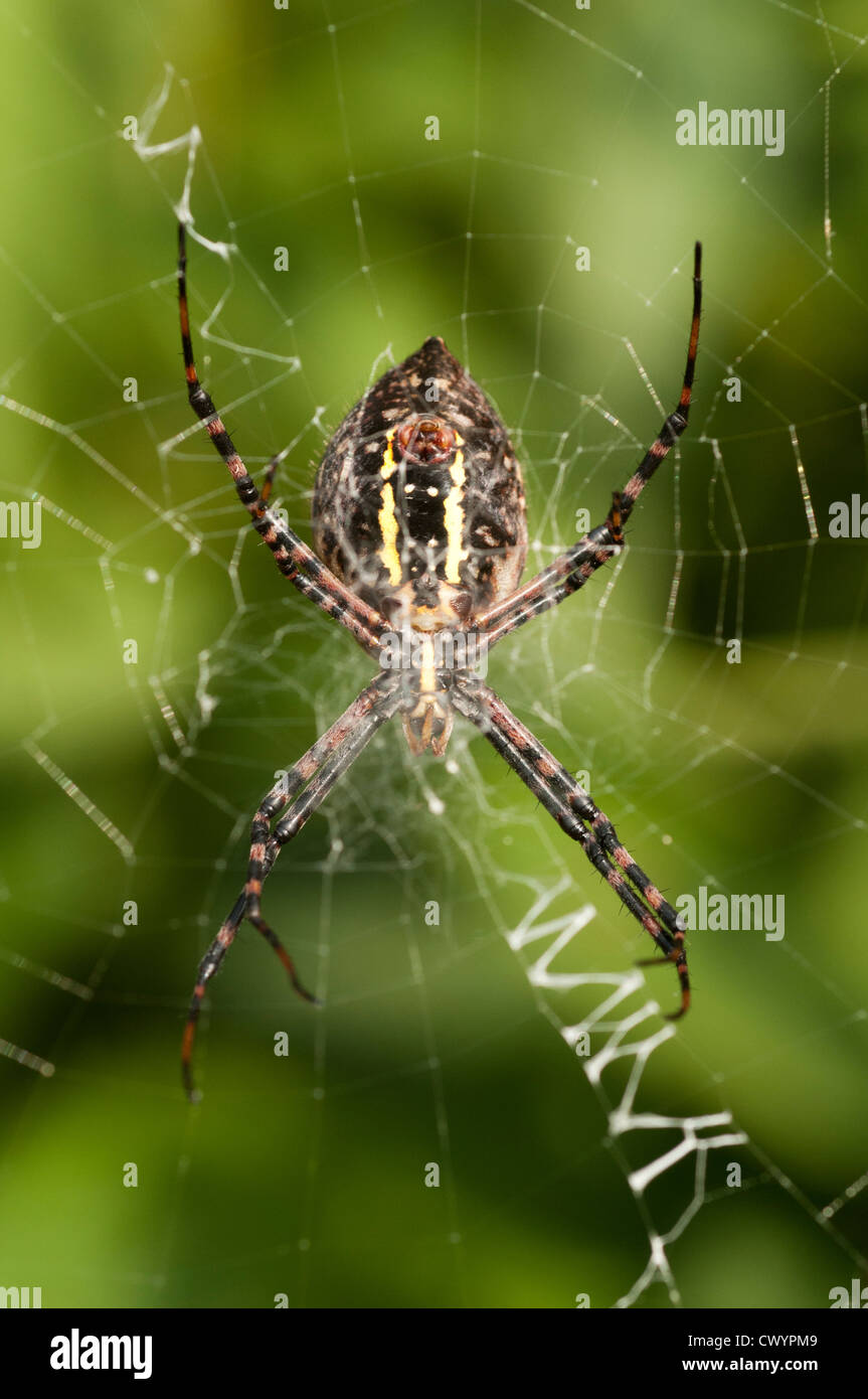 Spider lying in wait hi-res stock photography and images - Alamy