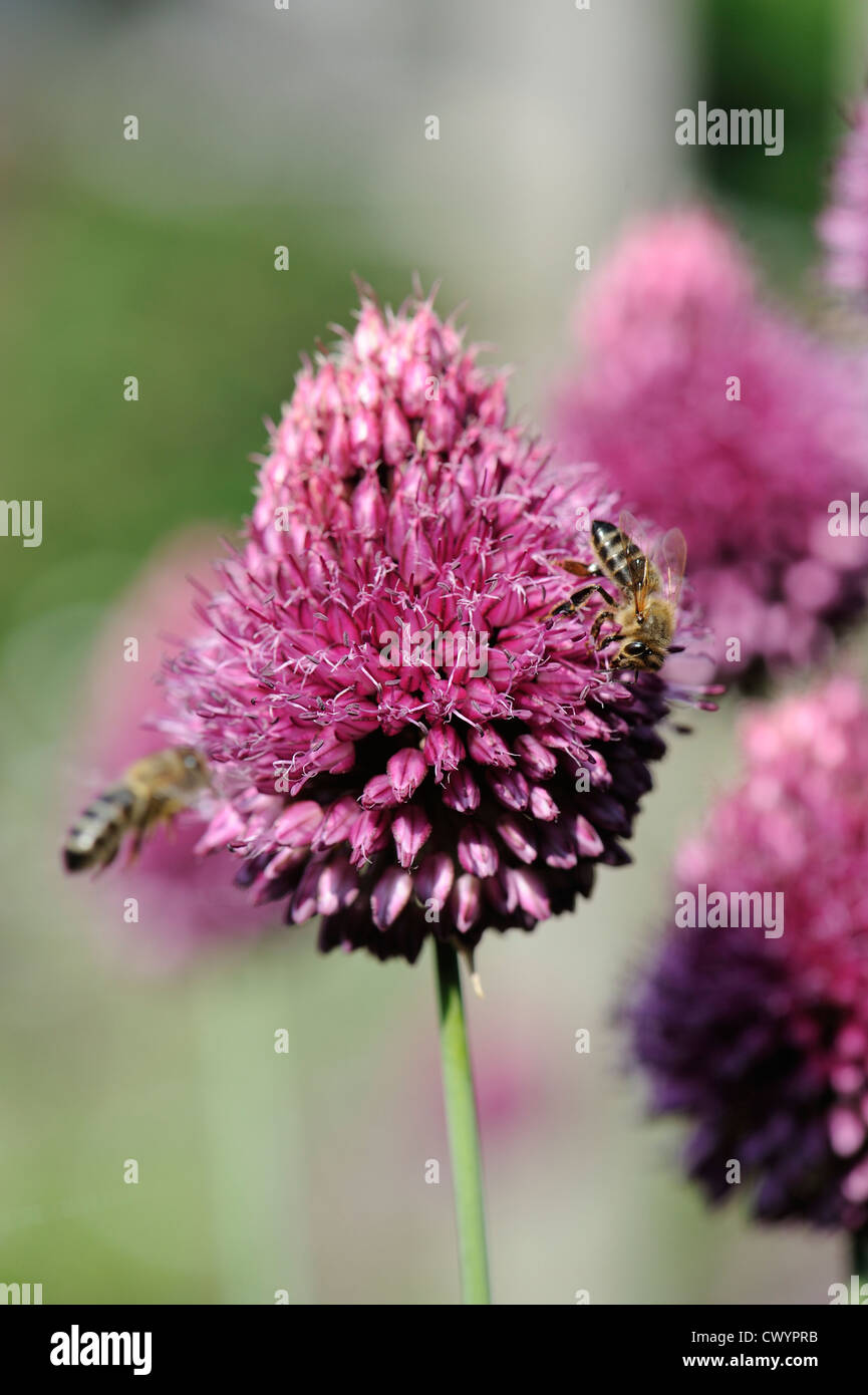 honey bee species nectaring on ornamental garden alliums Stock Photo ...