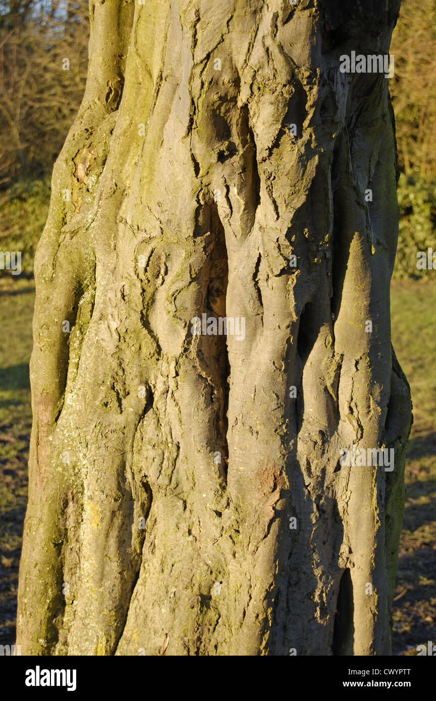 Close up view of a tree showing bark texture detail. Taken on Hampstead ...