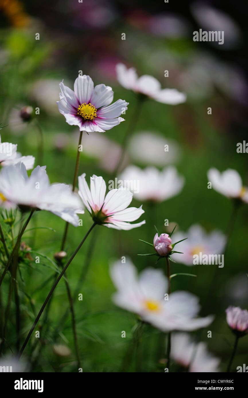 Summer lighting hi-res stock photography and images - Alamy