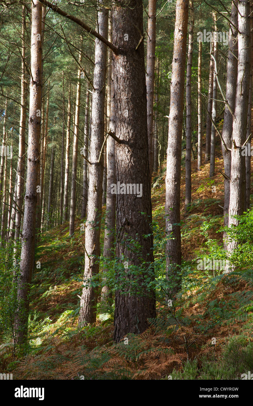 Plantation Pine tree trunks in Coombs Wood, Armathwaite, Eden Valley ...