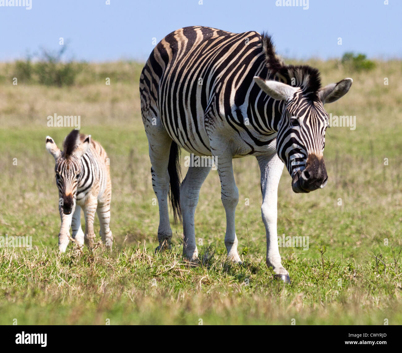 Zebra mom and baby hi-res stock photography and images - Alamy