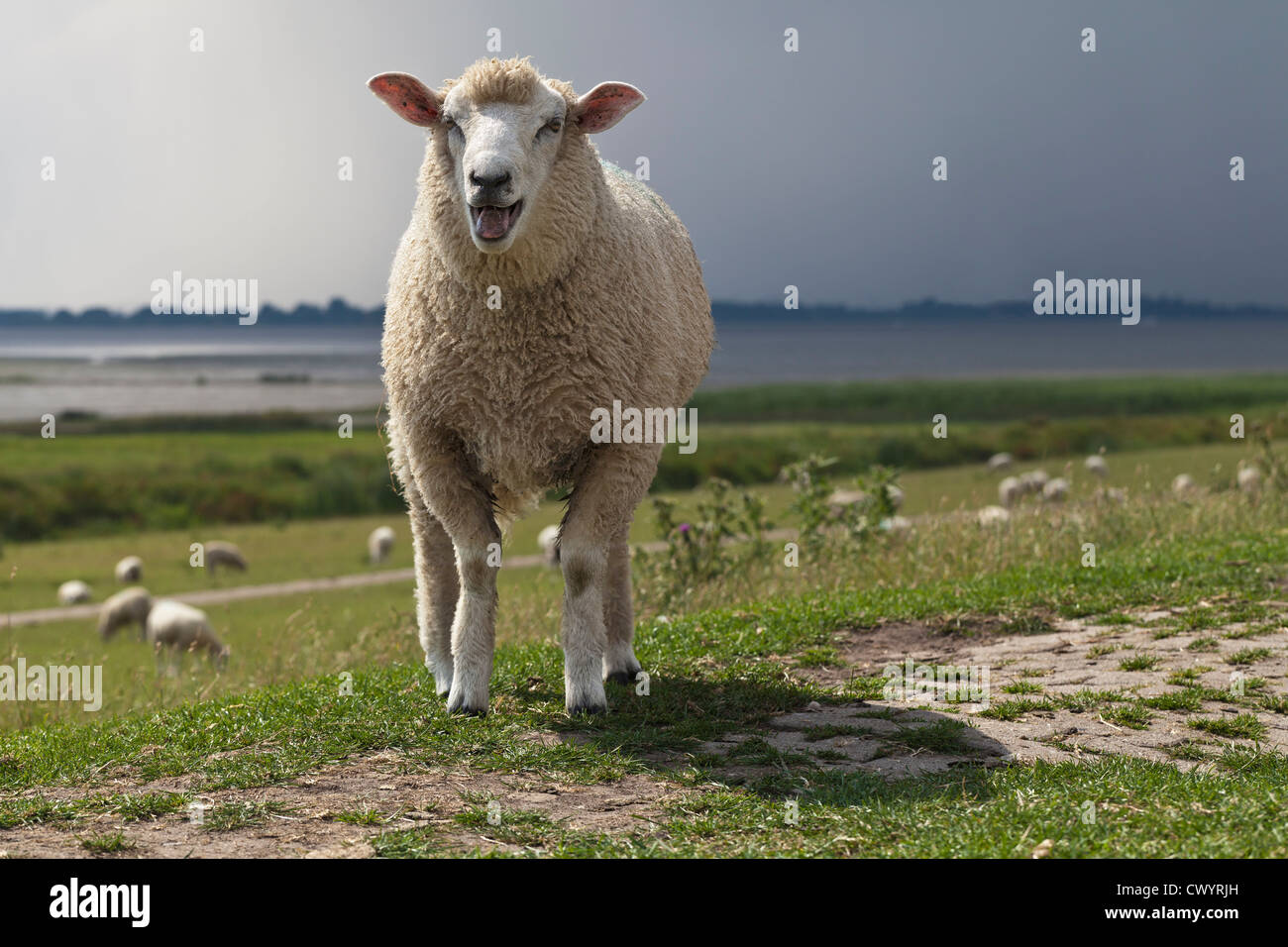 Bleating sheep on dyke Stock Photo - Alamy Bleating sheep on dyke Stock Photo - Alamy