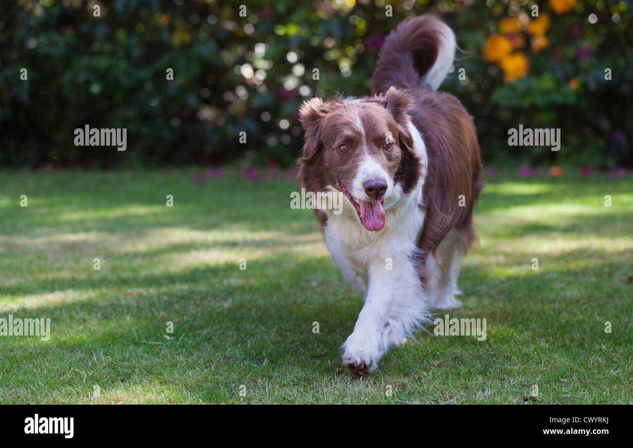Border Collie walking in garden Stock Photo - Alamy