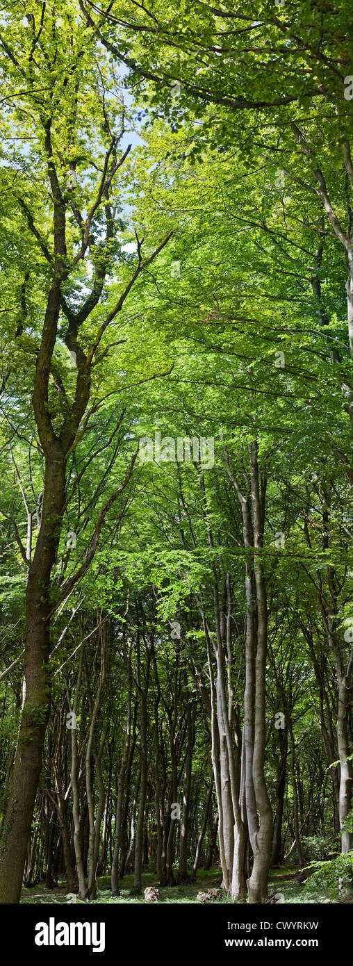 Beech tree in early summer hi-res stock photography and images - Alamy