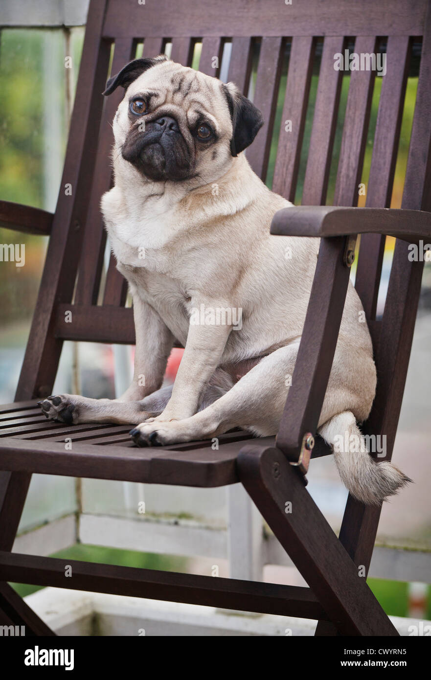 Female pug dog sitting on garden chair Stock Photo - Alamy