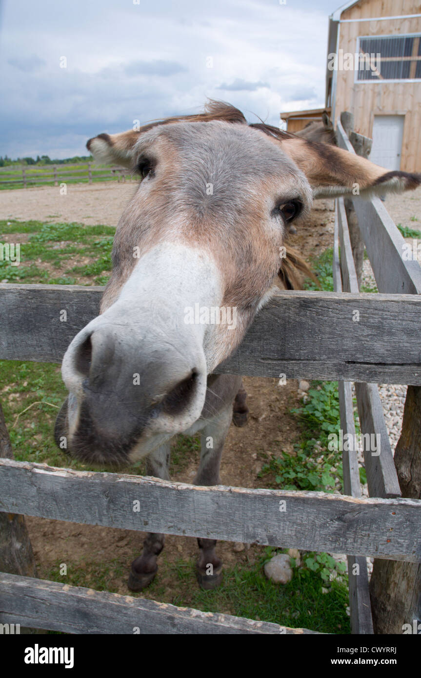 Donkey in farm yard Stock Photo - Alamy