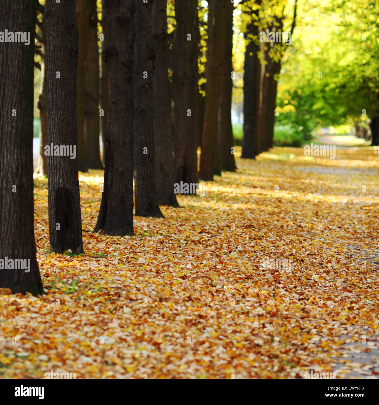 autumn park orange leaf around Stock Photo - Alamy