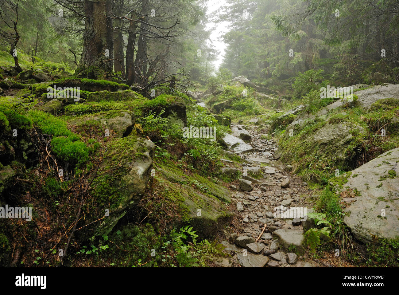 track in wild forest in Carpathian mountains Stock Photo - Alamy